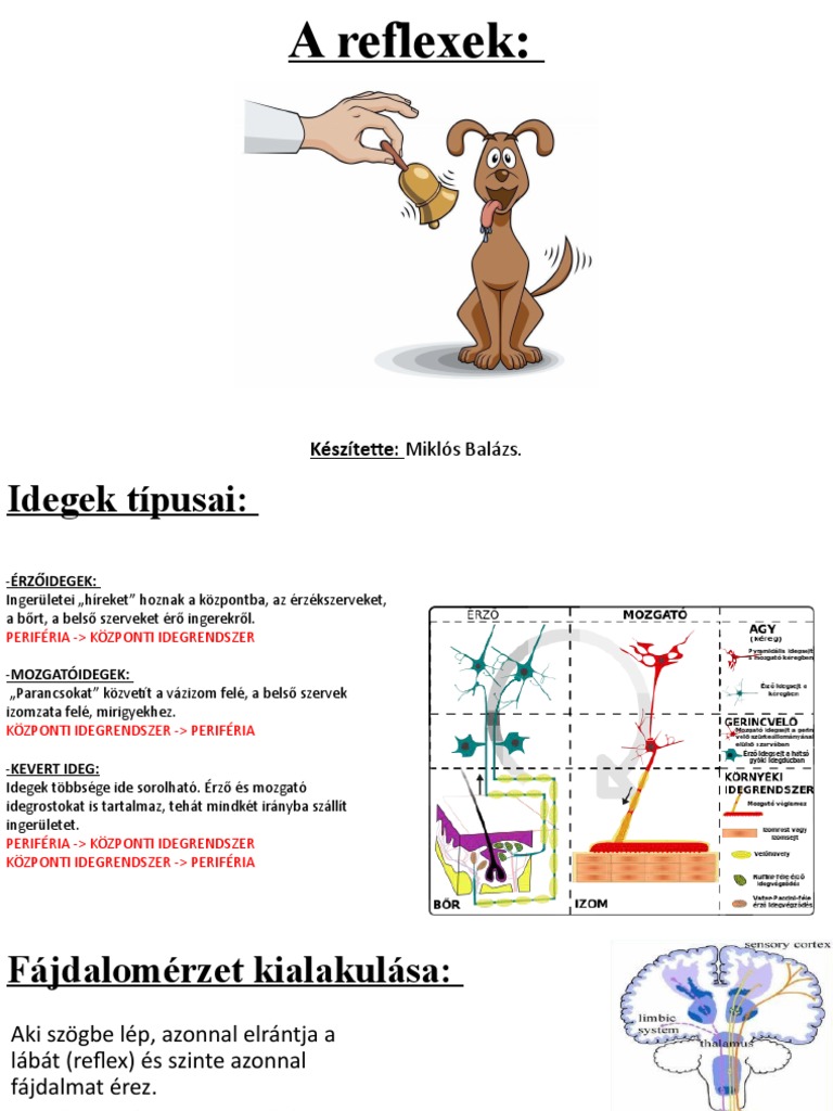 A Reflexek 8.o ÖGY | PDF