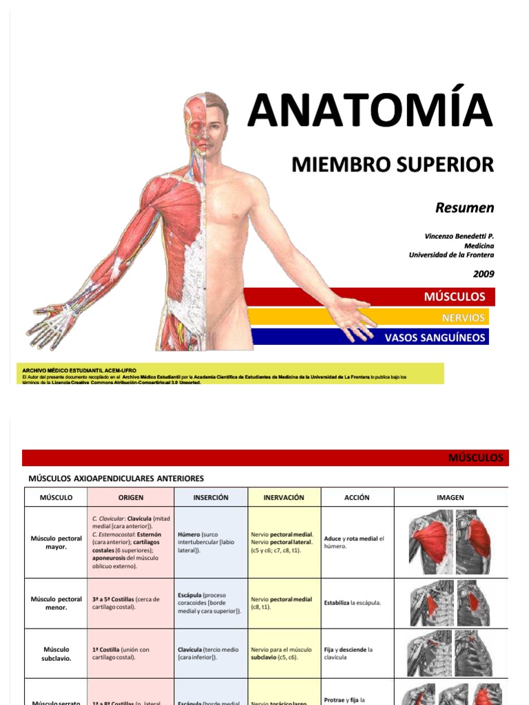 Anatomía del Miembro Superior: Músculos y Funciones | PDF | Mano | Anatomía