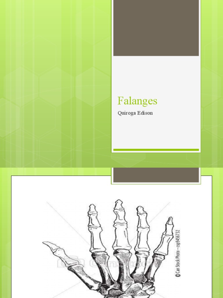 Estructura y función de las falanges | PDF
