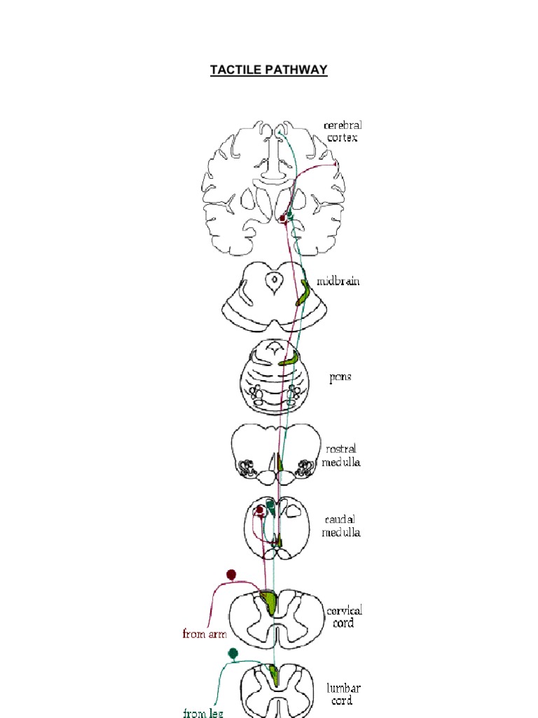 Tactile Pathway | PDF | Somatosensory System | Spinal Cord