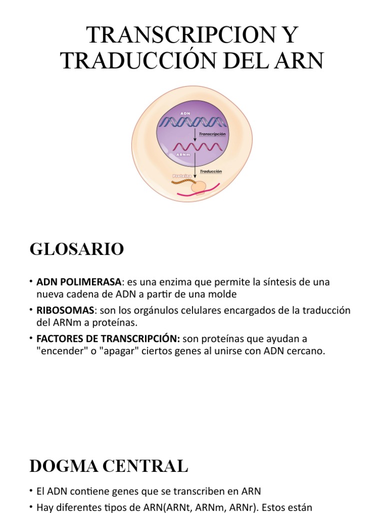 Clase - 6 - TRANSCRIPCION Y TRADUCCIÓN DEL ARN | PDF | Rna | Traducción ...