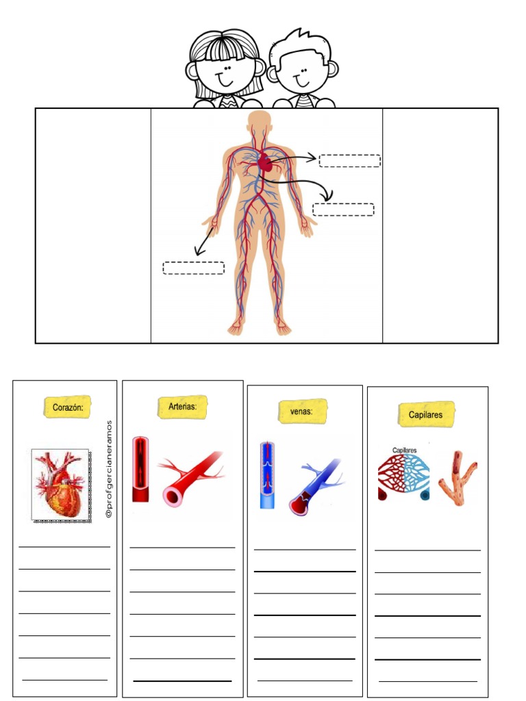 Lapbook del Sistema Circulatorio | PDF