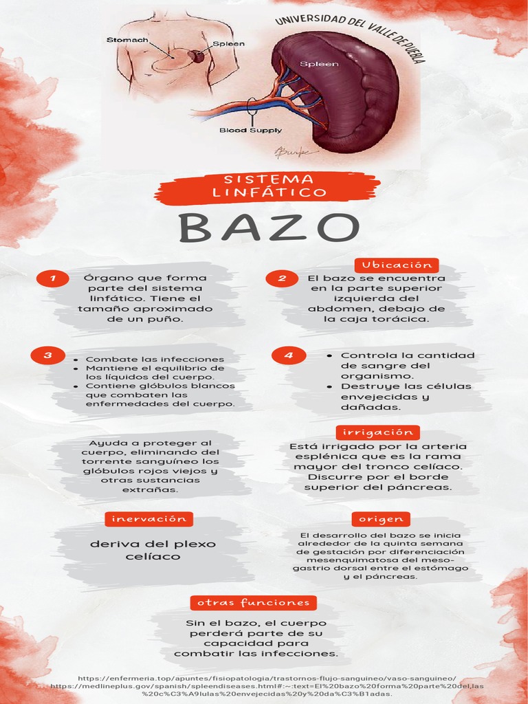 Bazo Infografia | PDF | Bazo | Fisiologia Animal