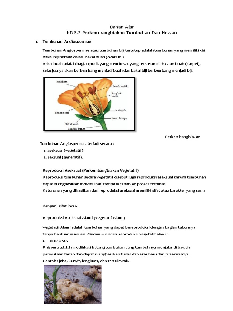 IPA Kelas IX | PDF | Kesehatan Holistik | Sains & Matematika