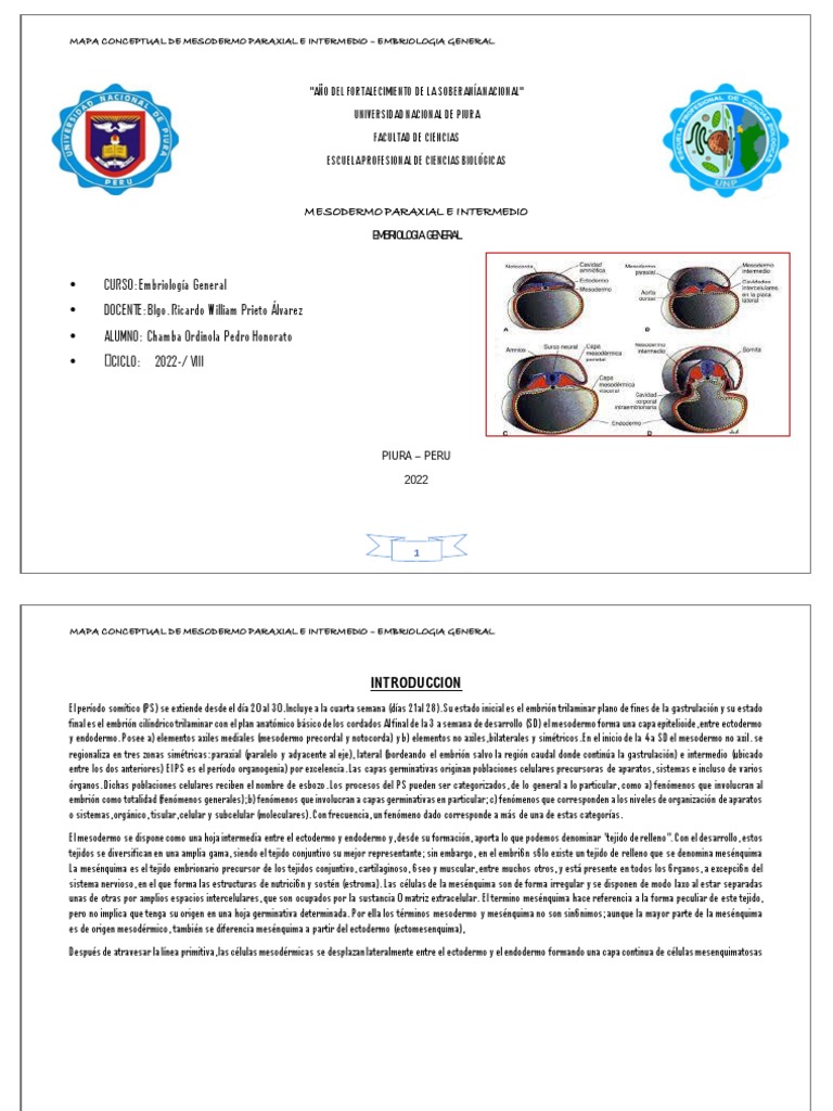 Mapa Conceptual de Mesodermo Paraxial e Intermedio - Embrio General | PDF | Zoología | Anatomía