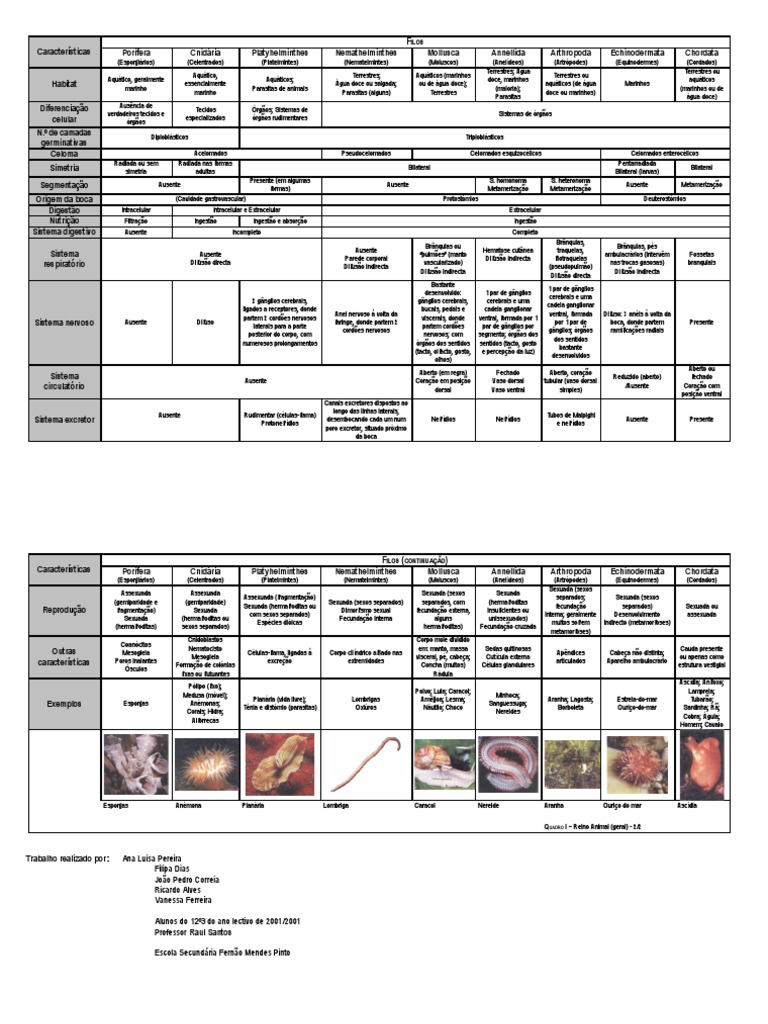 Características e comparação dos principais filos do reino animal | PDF ...