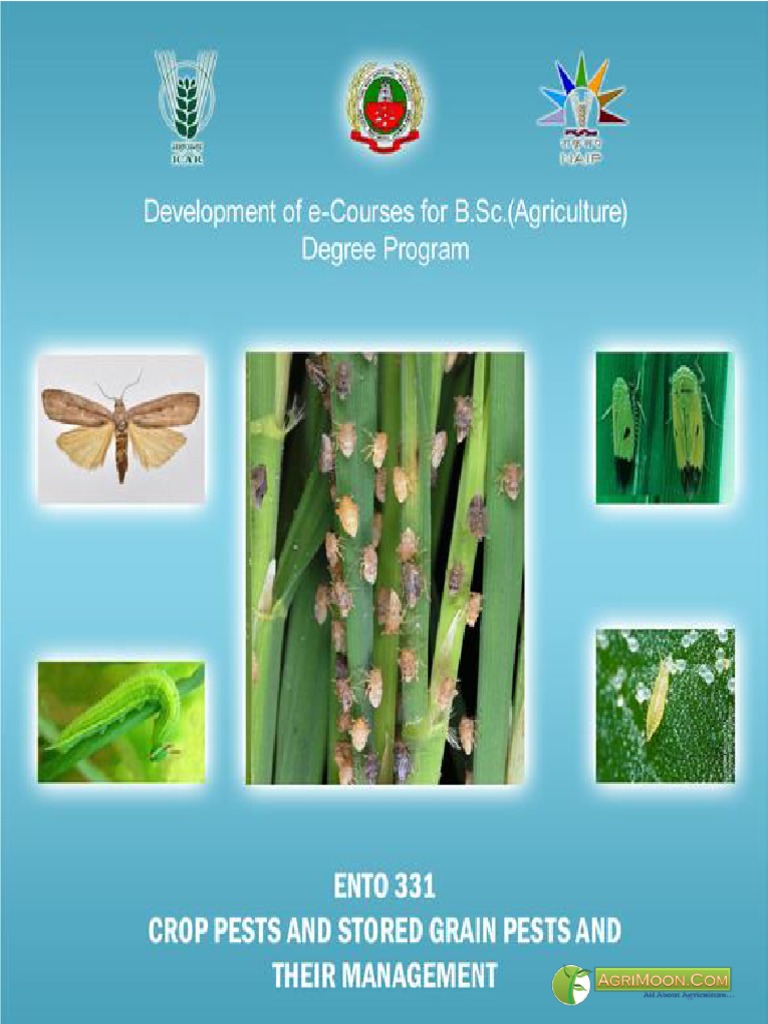 Crop and Grain Pest Management Guide | PDF | Rice | Pupa