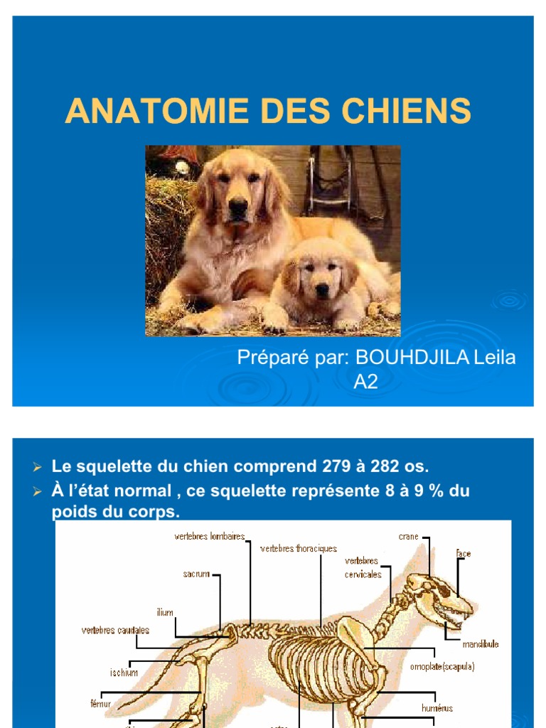 Anatomie Des Chiens 1 | PDF | Anatomie humaine | Anatomie