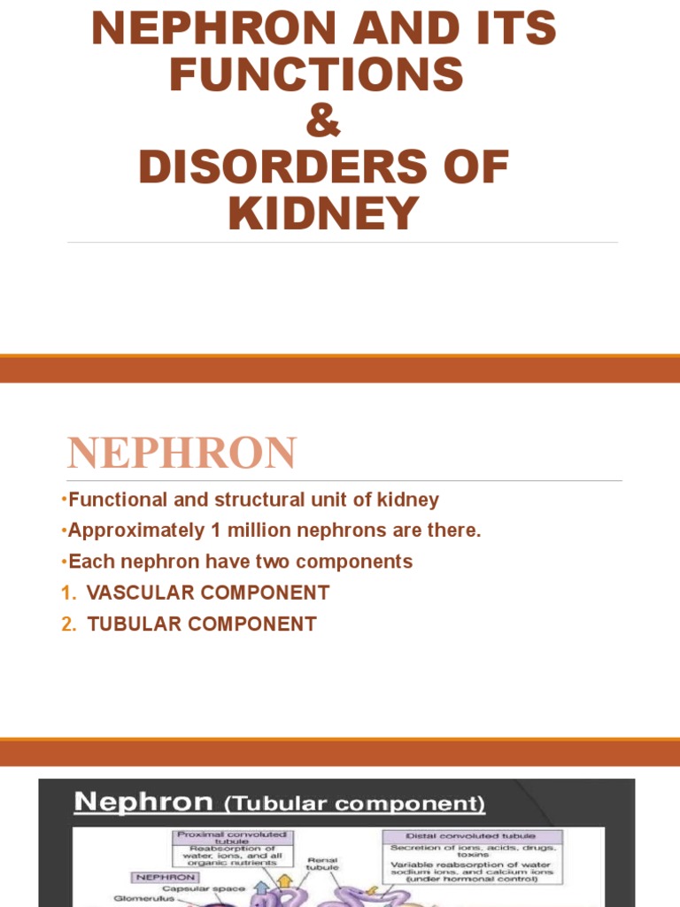 Nephron and Its Functions | PDF