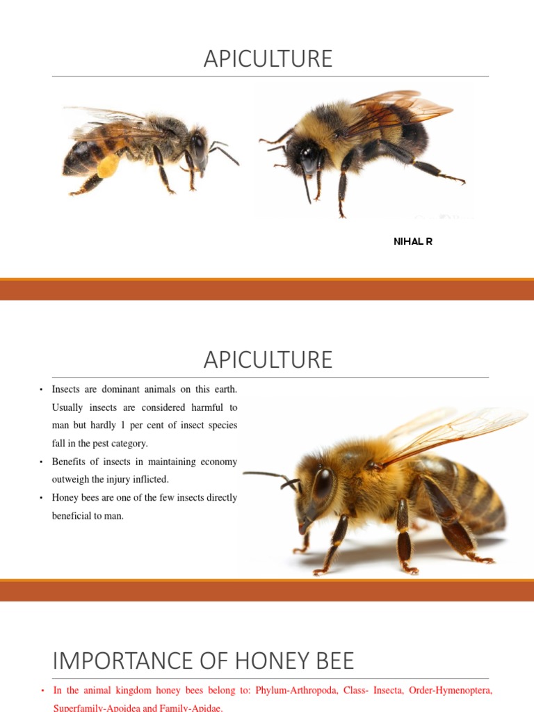 Apiculture Complete | PDF | Honey Bee | Beekeeping