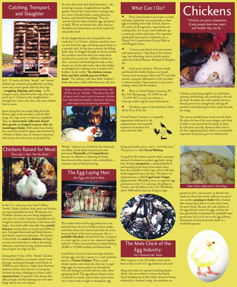Chickens | Download Free PDF | Chicken | Broiler