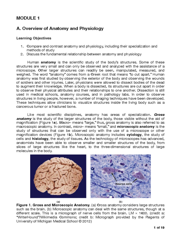 Module 1A - Overview of Anatomy and Physiology | PDF | Nutrients ...
