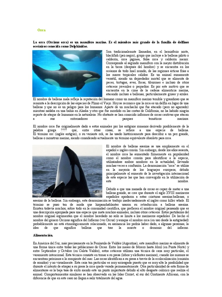 Orca | PDF | Orca | Cetáceos