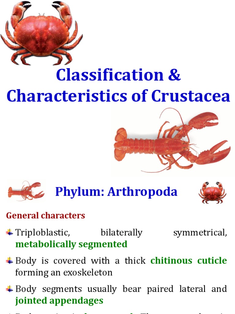 Classification-of-Crustacea | PDF | Crustacean | Arthropods