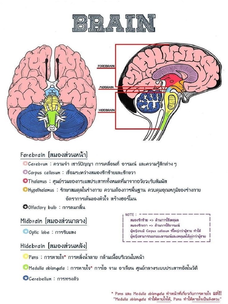 Brain | PDF