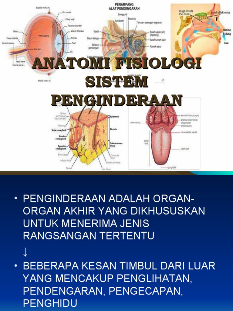 Pertemuan Ke-6 MK Fisiologi - Anatomi Fisiologi Pancaindra | PDF ...