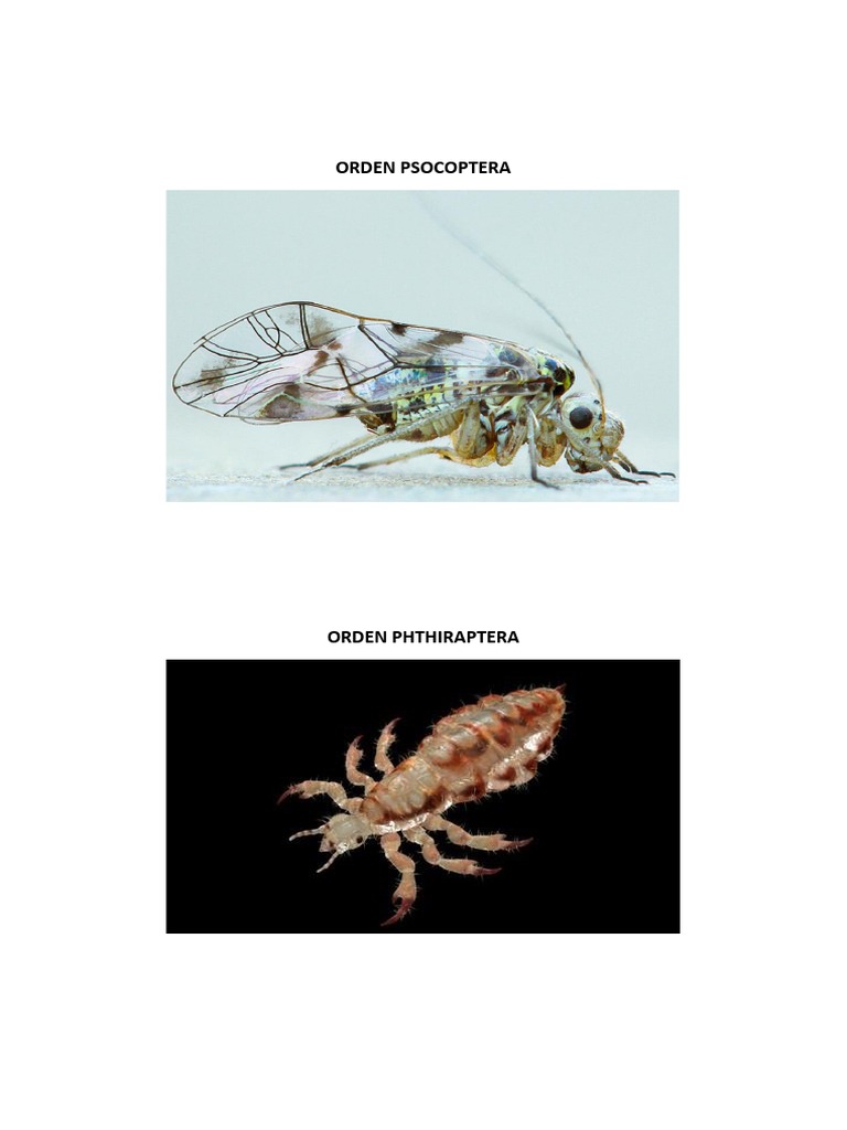 Orden Psocoptera | PDF
