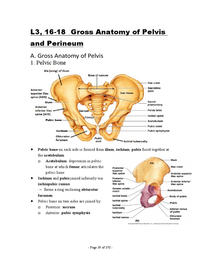L3, 16-18 Gross Anatomy of Pelvis and Perineum | PDF | Pelvis | Uterus