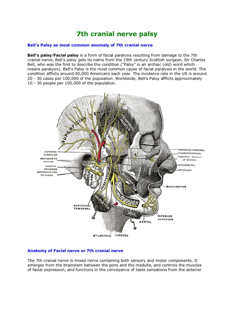 7th Cranial Nerve Palsy | Human Anatomy | Nervous System