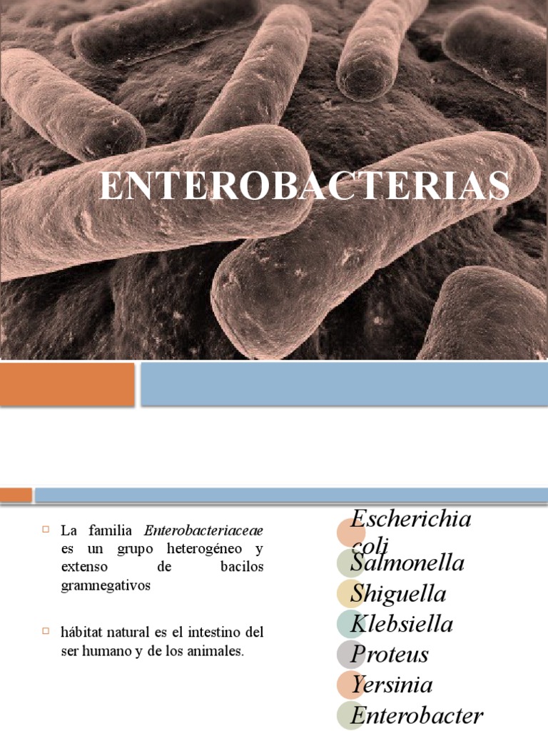 ENTEROBACTERIAS | PDF | Escherichia coli | Salmonela