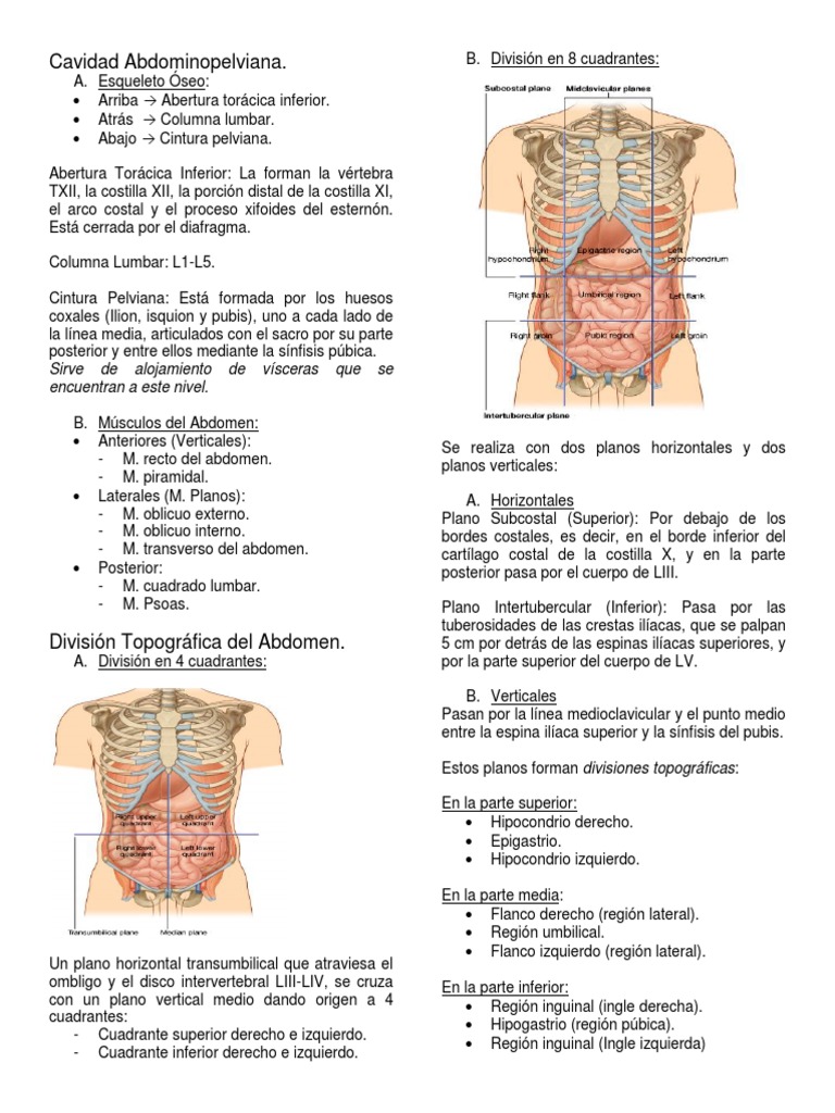 Anatomía de la Cavidad Abdominopelviana | PDF | Abdomen | Estómago