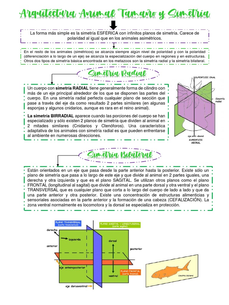 Simetría en Animales: Tipos y Características | PDF