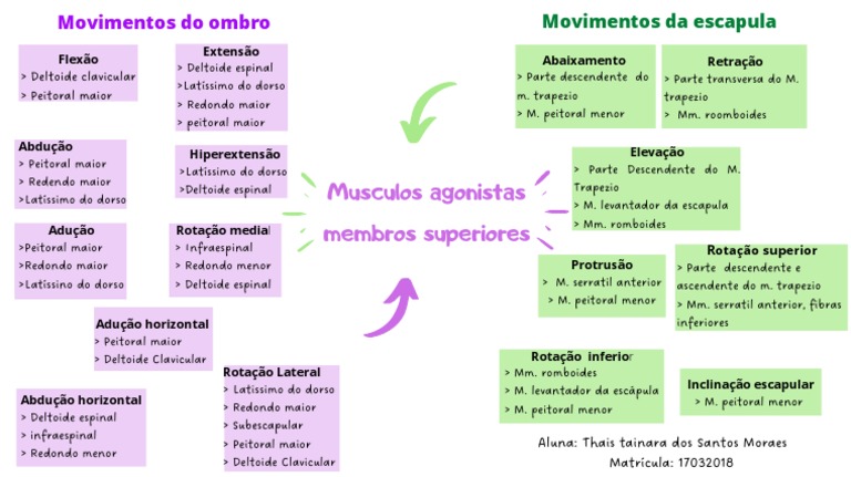 Mapa Mental Dos Musculos | PDF | Ombro | Membros (anatomia)