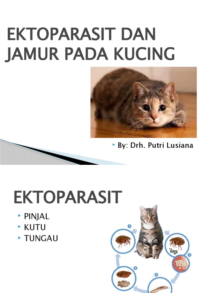 Ektoparasit Dan Jamur Pada Kucing SBKR | PDF
