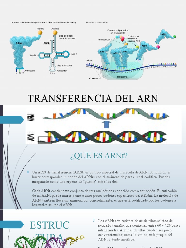 Transferencia Del Arn 2 | PDF | Rna | Genética