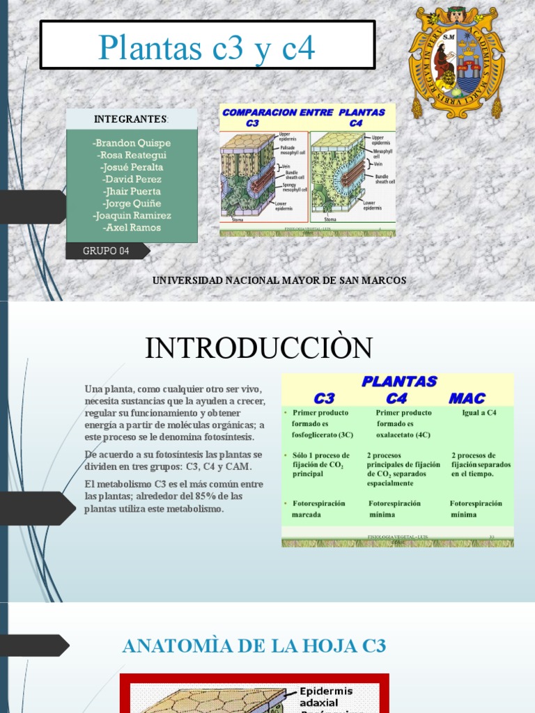 Plantas c3 y c4 Final | PDF | Fotosíntesis | Metabolismo