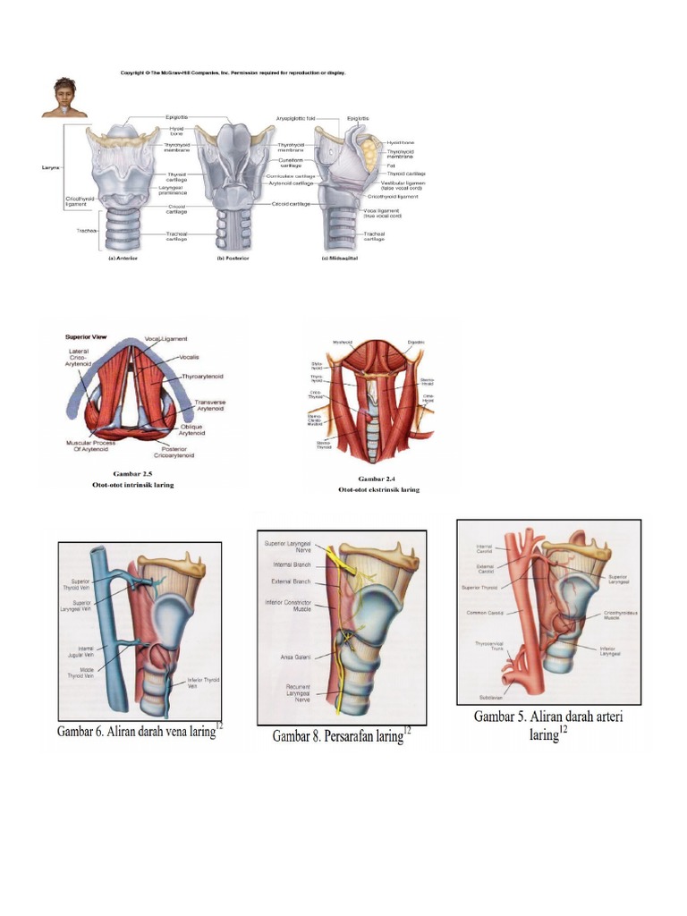 Anatomi Laring | PDF