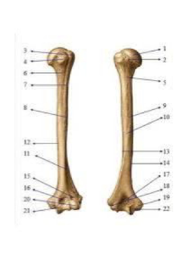 Anatomi Humerus | PDF