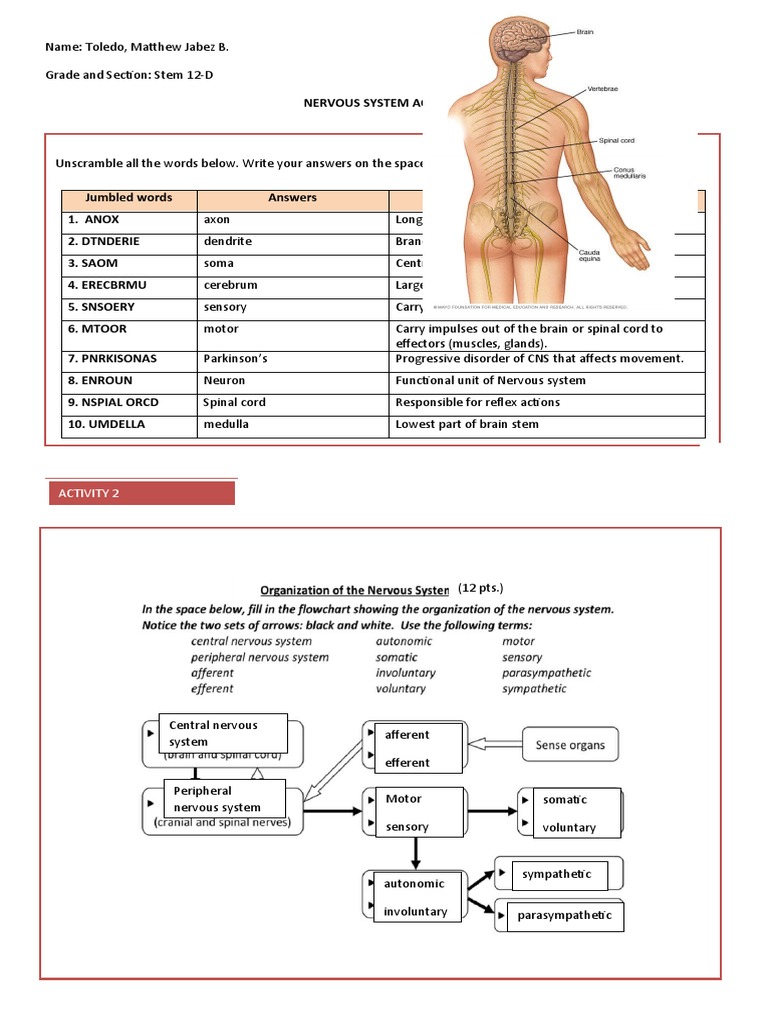 Nervous System Activity 1 | PDF