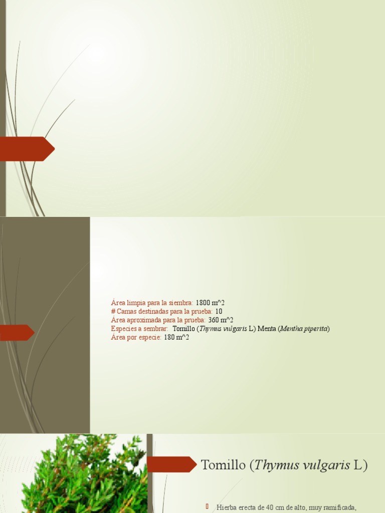 Prueba Tomillo | PDF