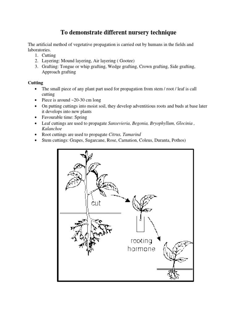 10 To Demonstrate Different Nursery Technique | PDF | Grafting ...