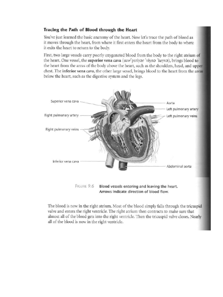 Tracing The Path of Blood Through The Heart | PDF