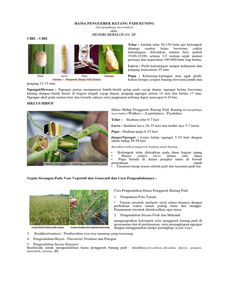 Osur Hama Penggerek Batang Padi Kuning | PDF