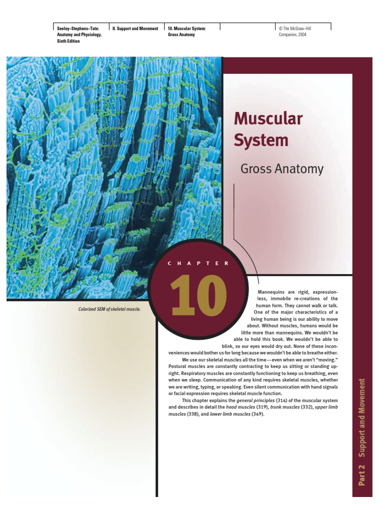 10 Muscular System Gross Anatomy | PDF | Vertebra | Vertebral Column