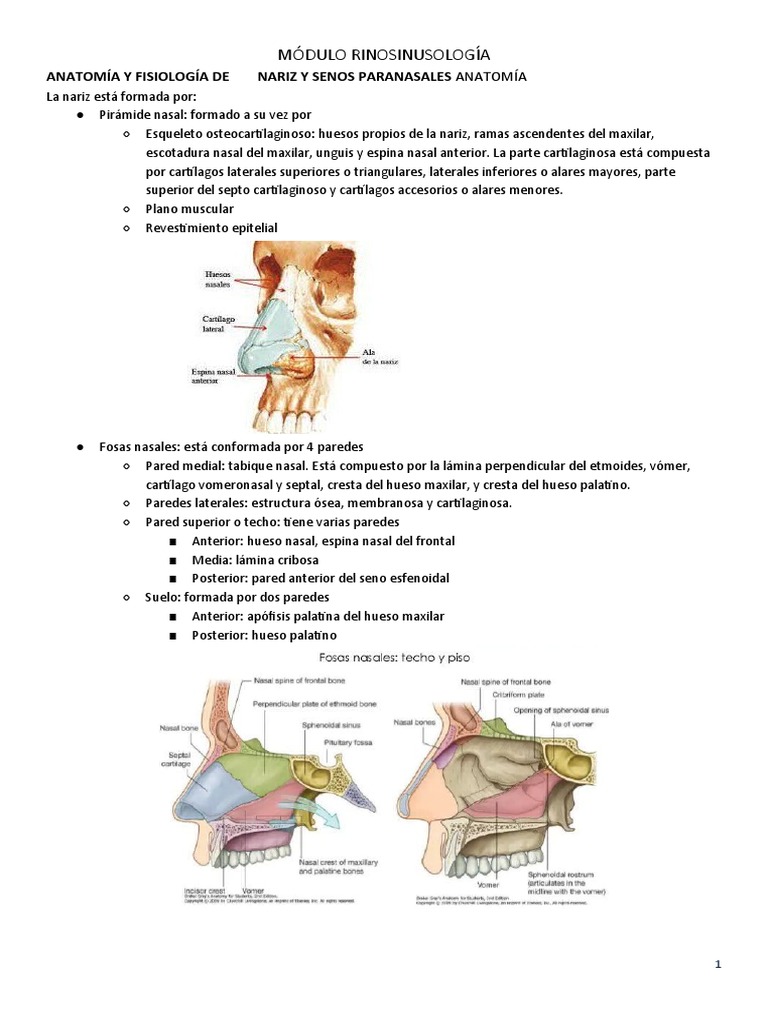 ORL Primer Parte | PDF | Nariz humana | Alergia