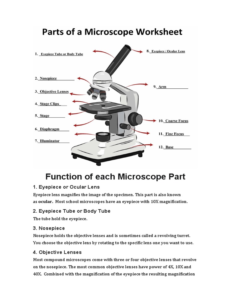 Function of Each Microscope Part | PDF | Glass Applications | Lenses