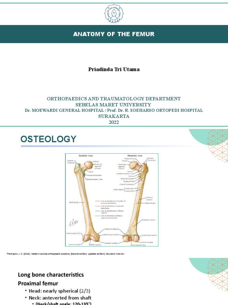 Anatomy of The Femur | PDF | Anatomy | Musculoskeletal System