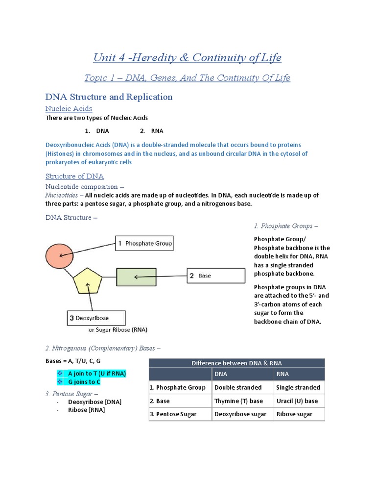Unit 4, Topic 1 (ATAR NOTES) | PDF | Dna | Messenger Rna