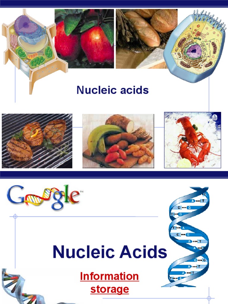 Nucleic Acids: AP Biology | PDF | Nucleic Acids | Dna