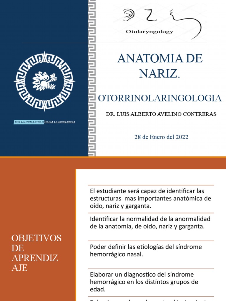 Anatomia de Nariz | PDF | Nariz humana | Morfología (biología)