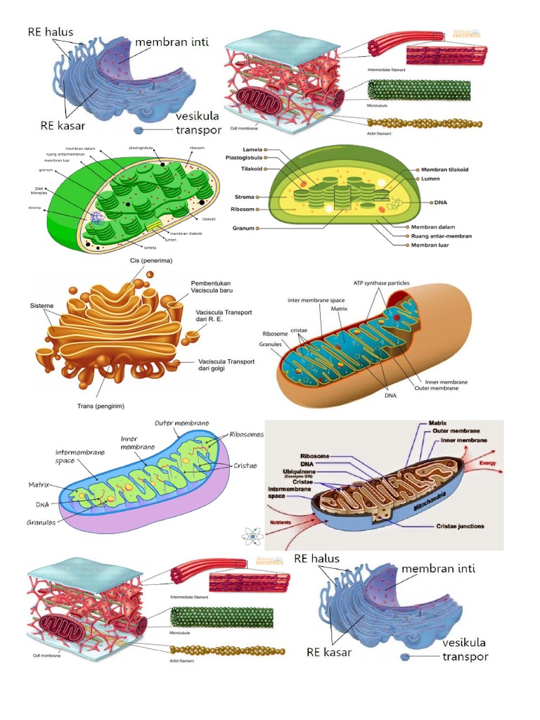 Gambar Organel-Organel Sel | PDF