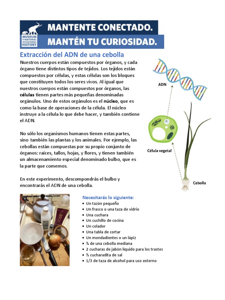 DNA Extraction Experiment SPANISH | PDF | Biología Celular) | Adn