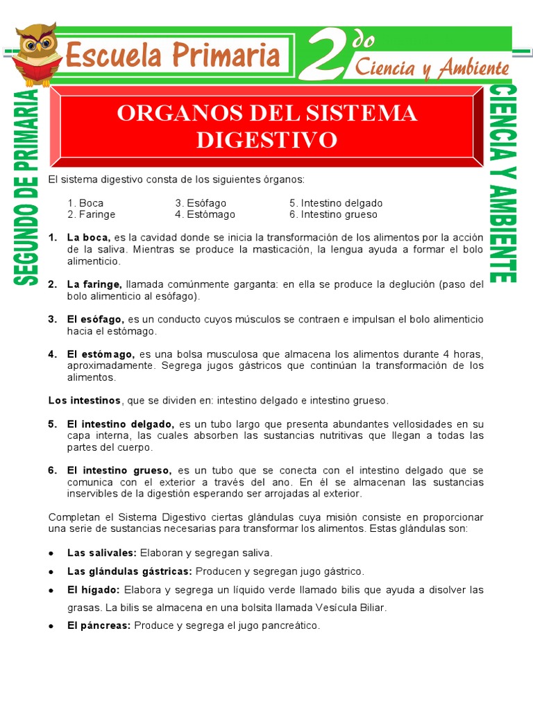 Órganos y Función del Sistema Digestivo | PDF | Sistema digestivo ...