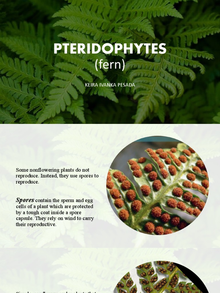 Pteridophytes: Spores and Reproduction | PDF | Science & Mathematics