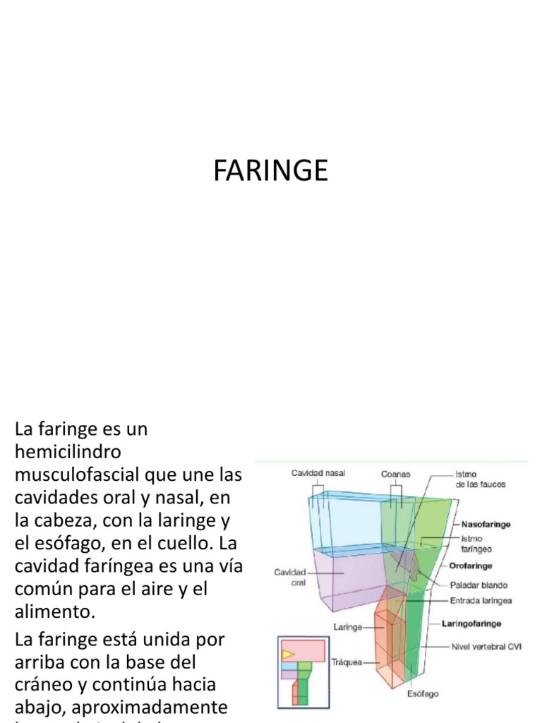FARINGE | PDF | Laringe | Anatomía