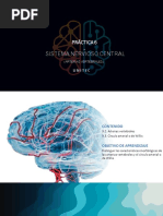 Irrigación del Cerebelo y Cerebro | PDF | Cerebelo | Cerebro